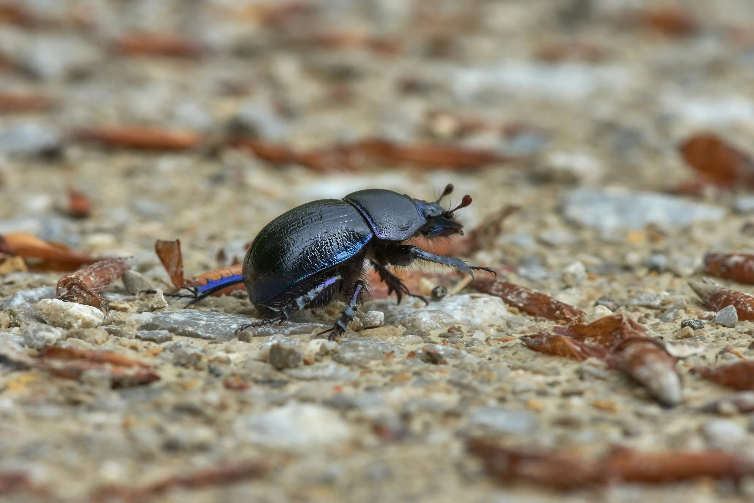 How do most wild animals die? — Wild Animal Initiative