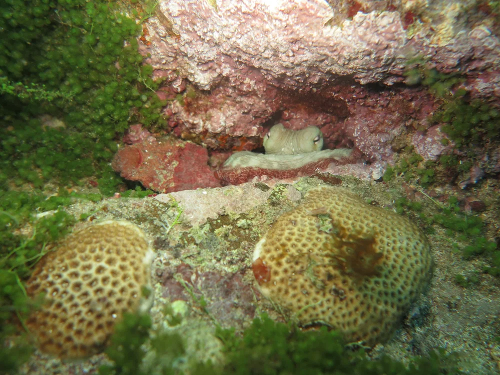 Investigating sentience and emotional states in wild octopuses — Wild ...