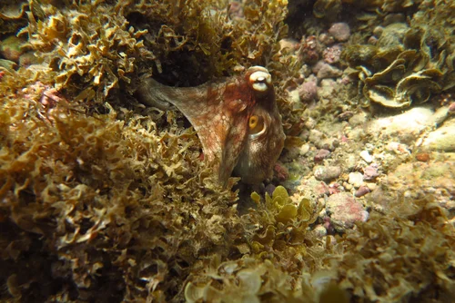 Investigating sentience and emotional states in wild octopuses — Wild ...