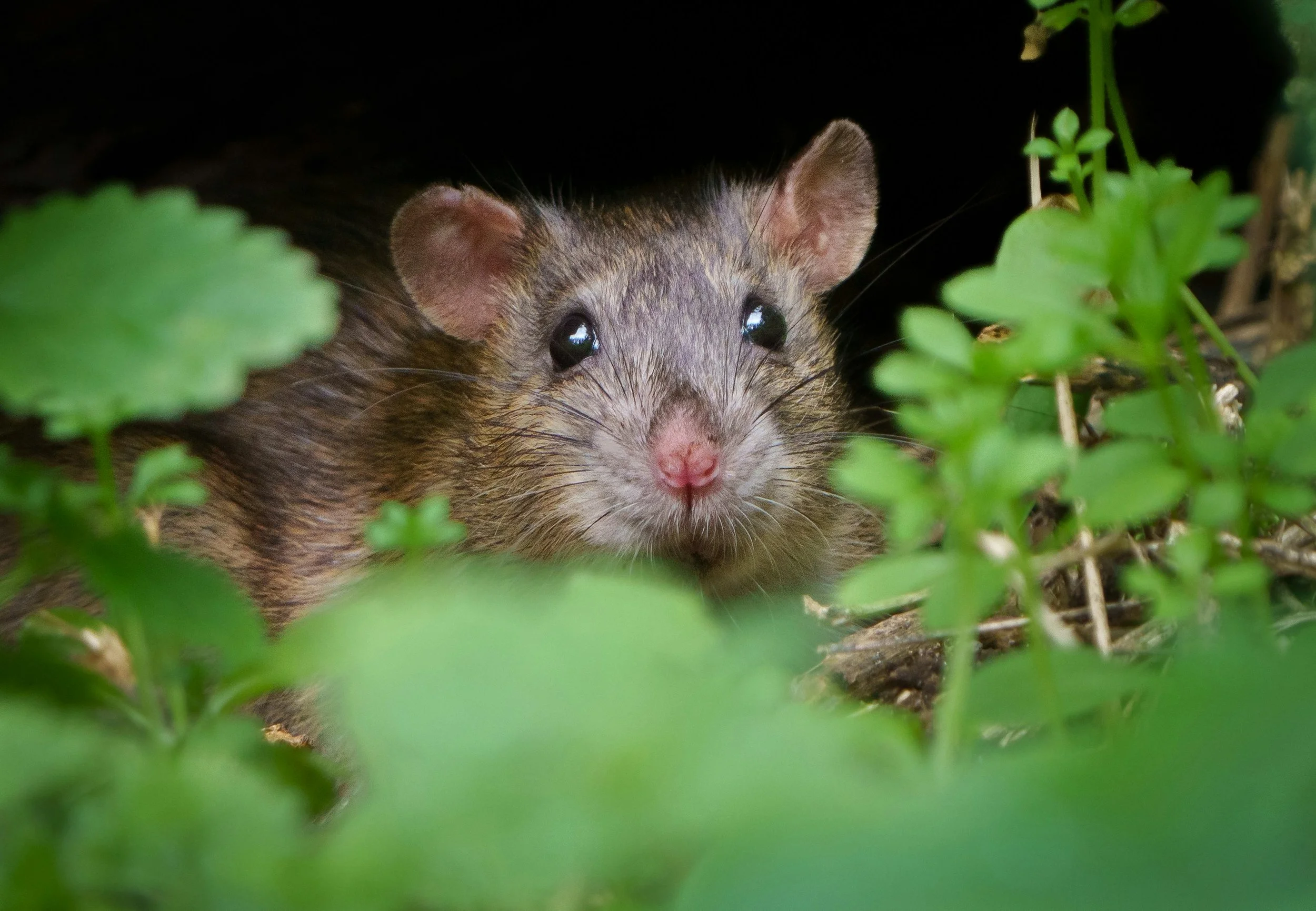 How to measure wild animal welfare — Wild Animal Initiative