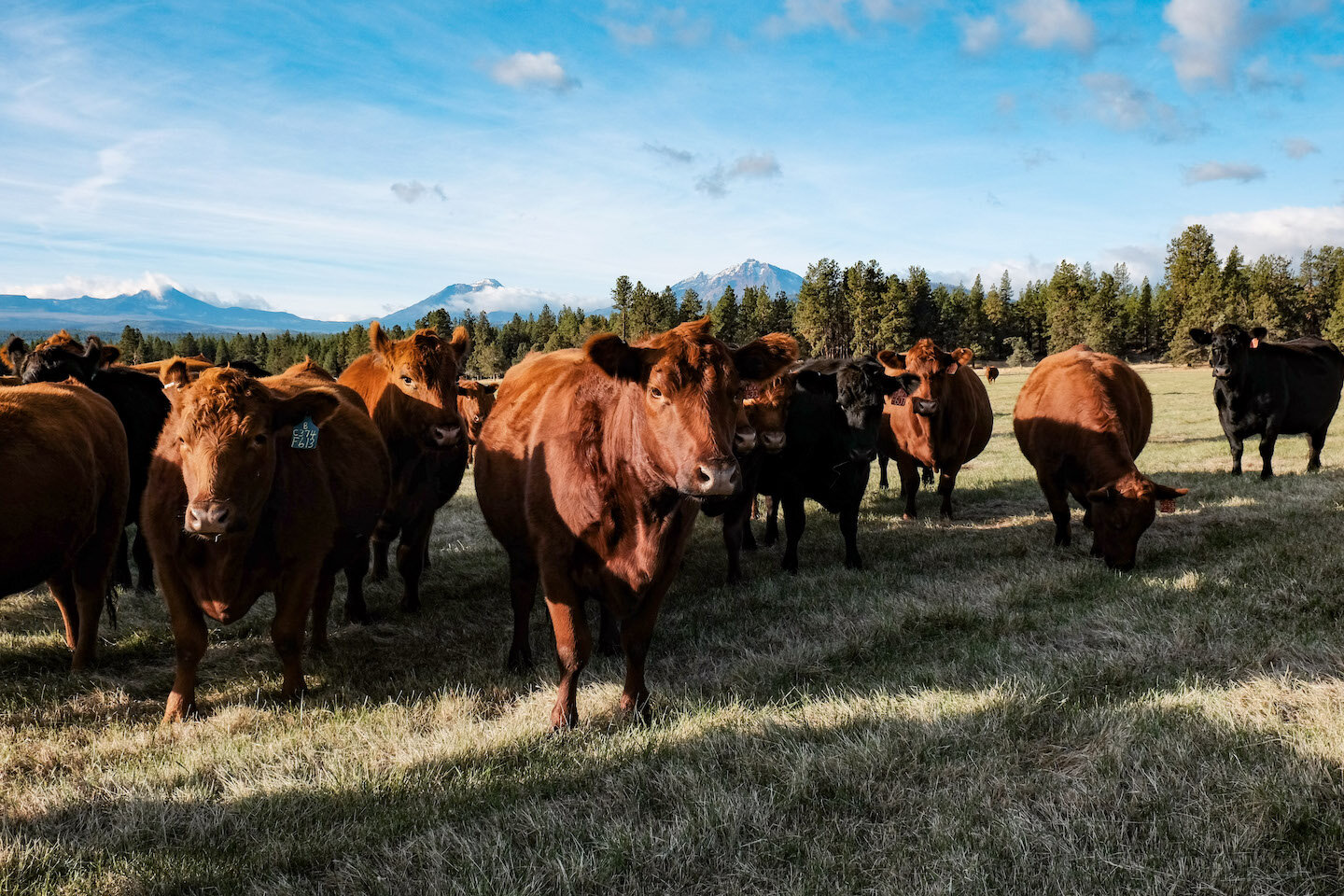 Our Happy Cows | Sisters, Oregon Beef — Pole Creek Ranch