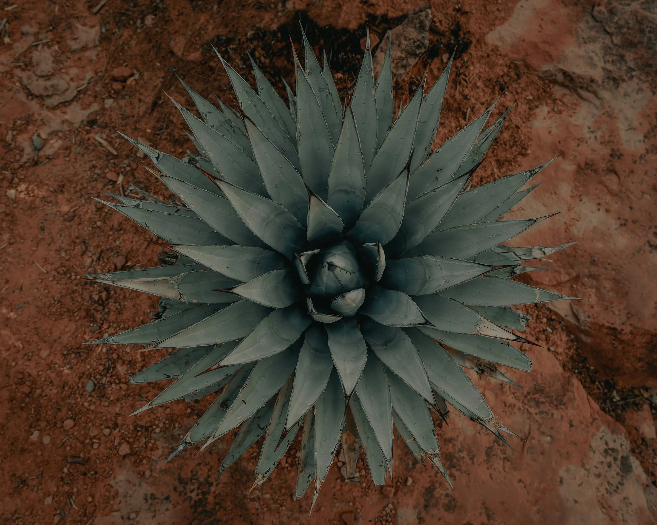 Psyflex Mental Wellness