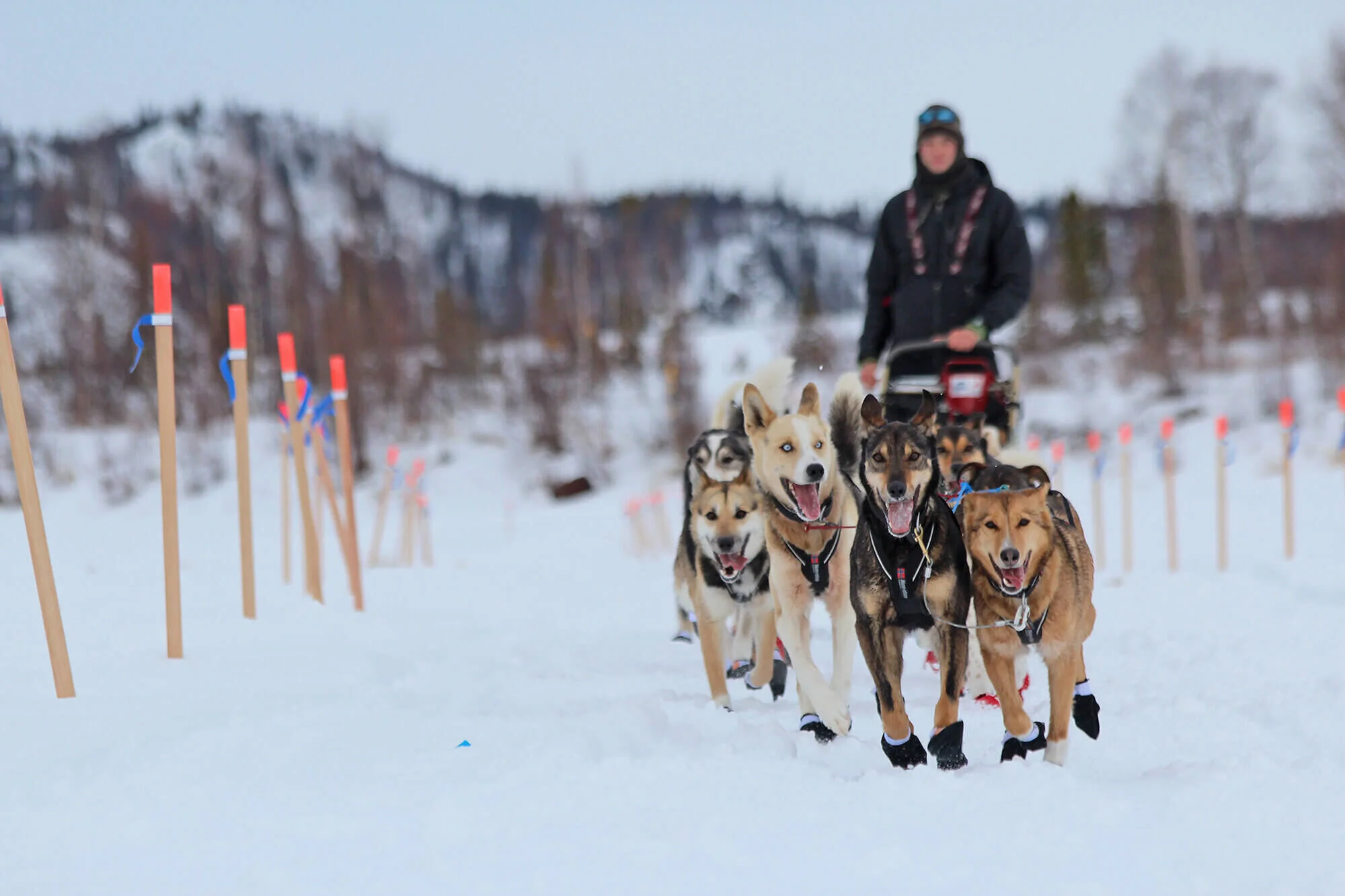 Dog Sled Team Positions