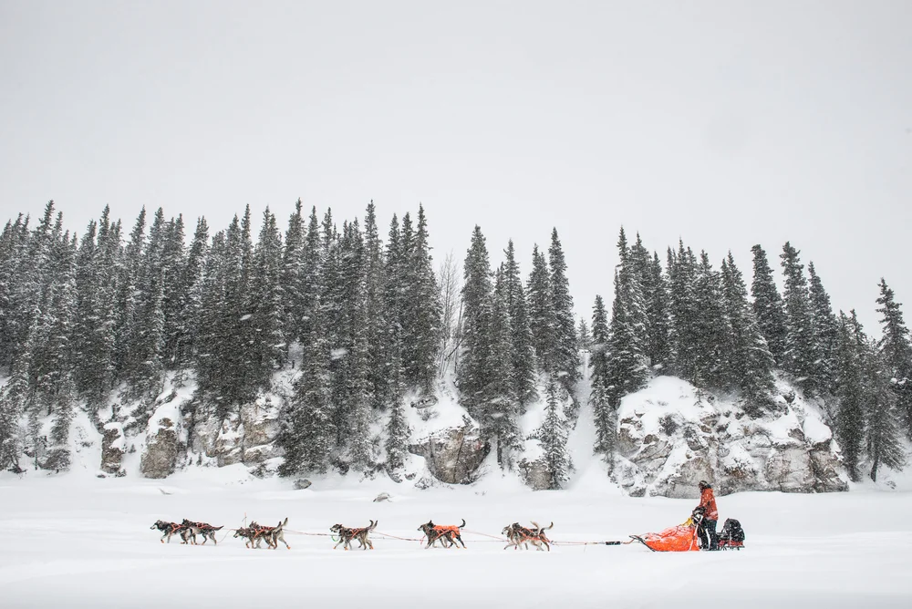 How Much Does A Sleddog Cost