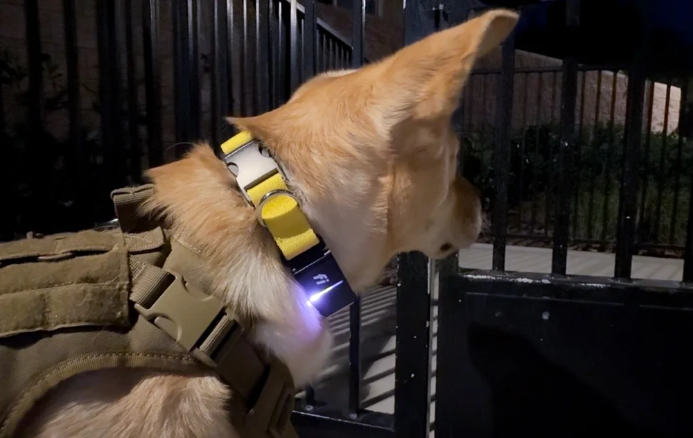 Fi Series 3 Smart Collar Review: Track Your Dog Like Never Before ...