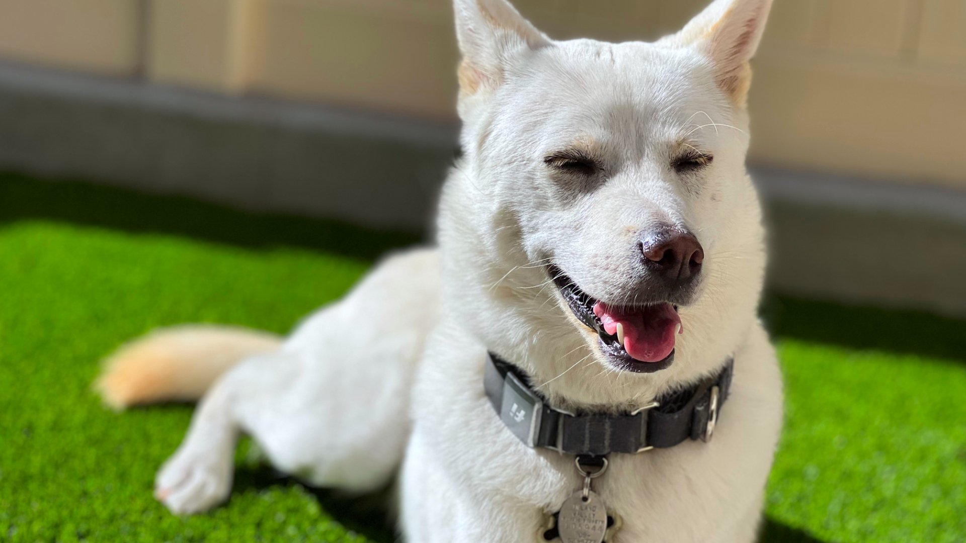 Fi Smart Dog Collar Series 2 Review: The Girls Are Home — Sypnotix