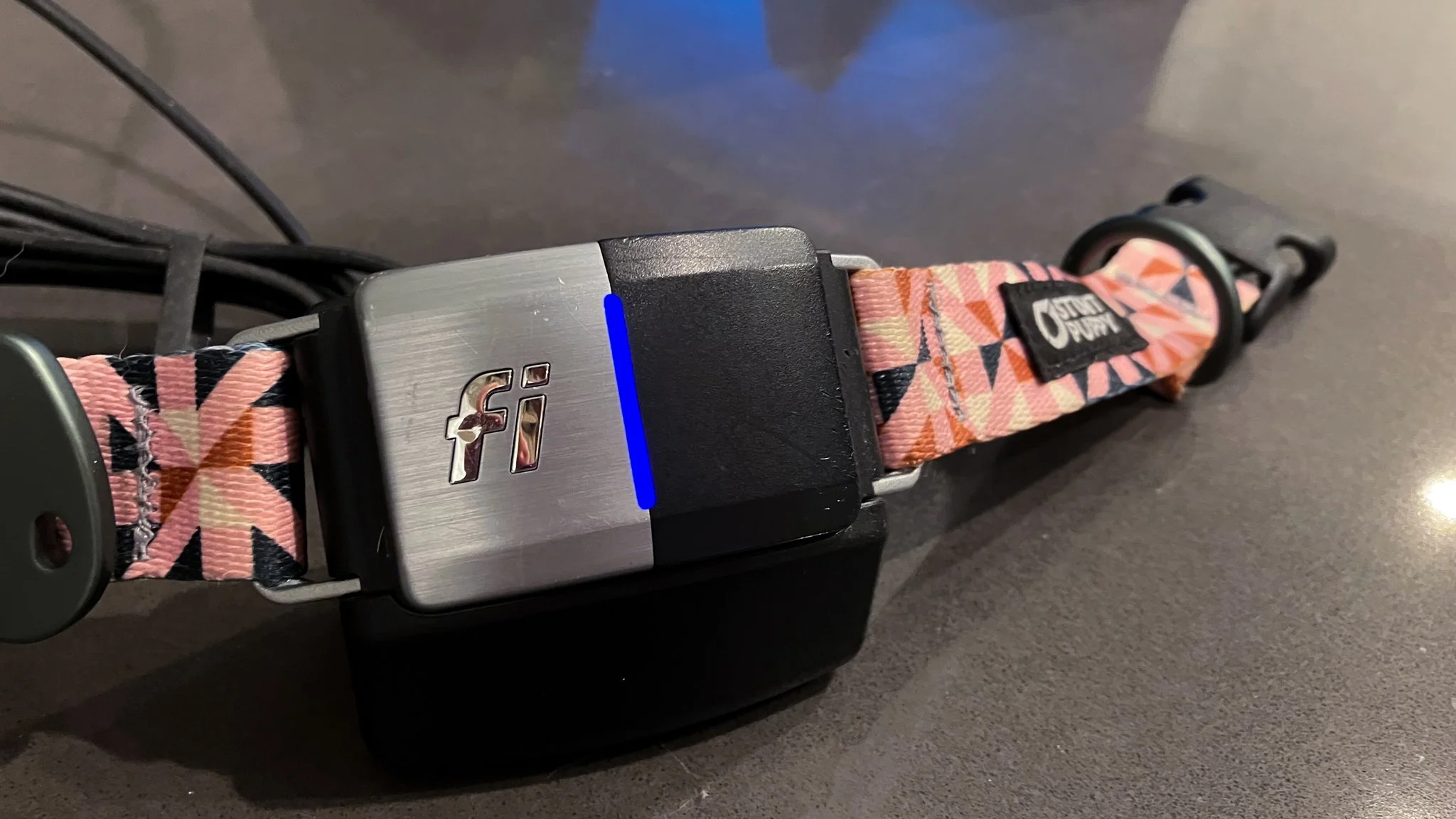 Fi Smart Dog Collar Series 2 Review: The Girls Are Home — Sypnotix