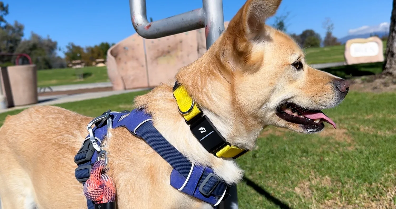 Fi Series 3 Smart Collar Review: Track Your Dog Like Never Before ...