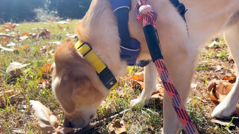 Fi Series 3 Smart Collar Review: Track Your Dog Like Never Before ...