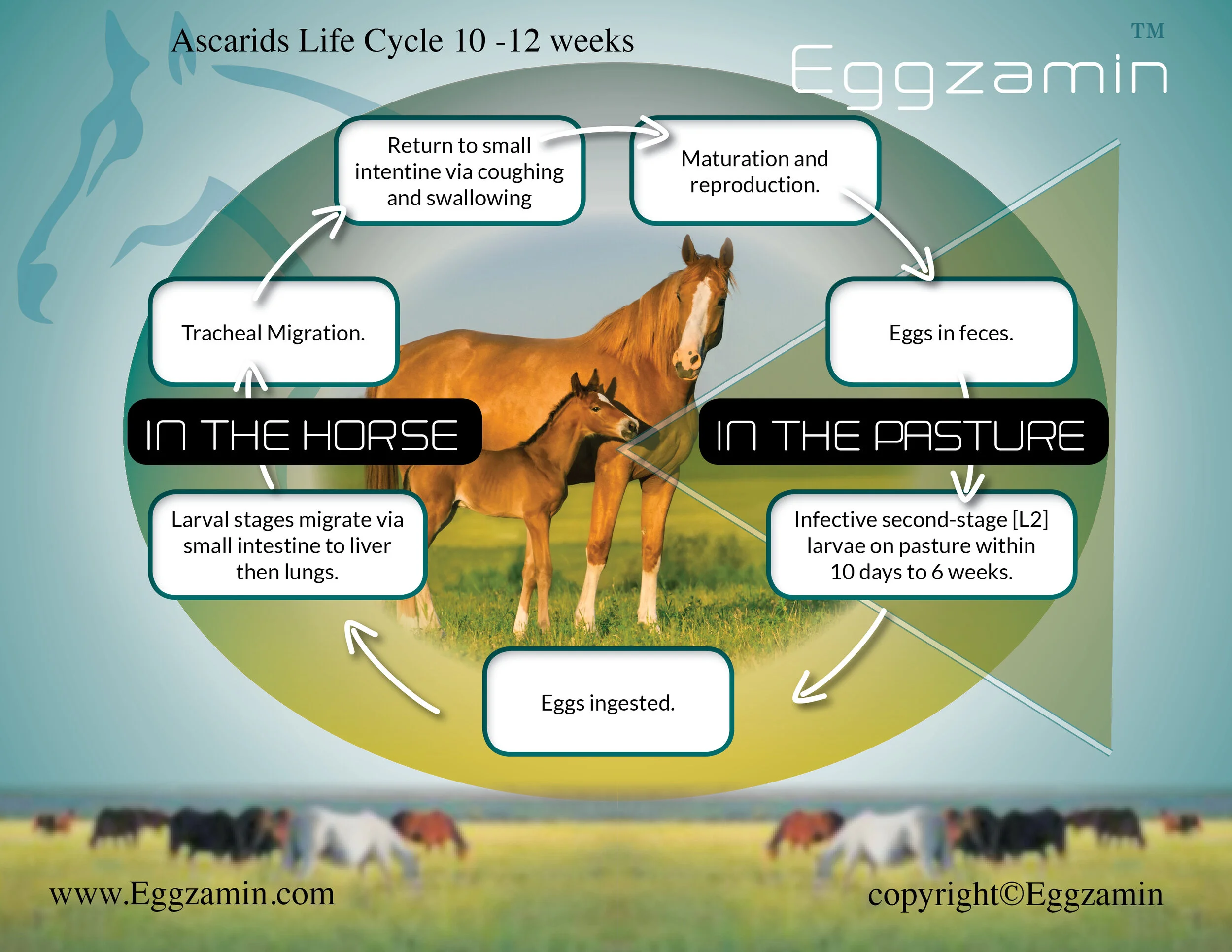 PARASITE LIFE CYCLE from Eggzamin Testing Supplies — Eggzamin™ Best FEC ...
