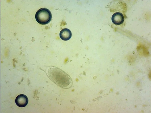 UNDER THE MICROSCOPE — Eggzamin