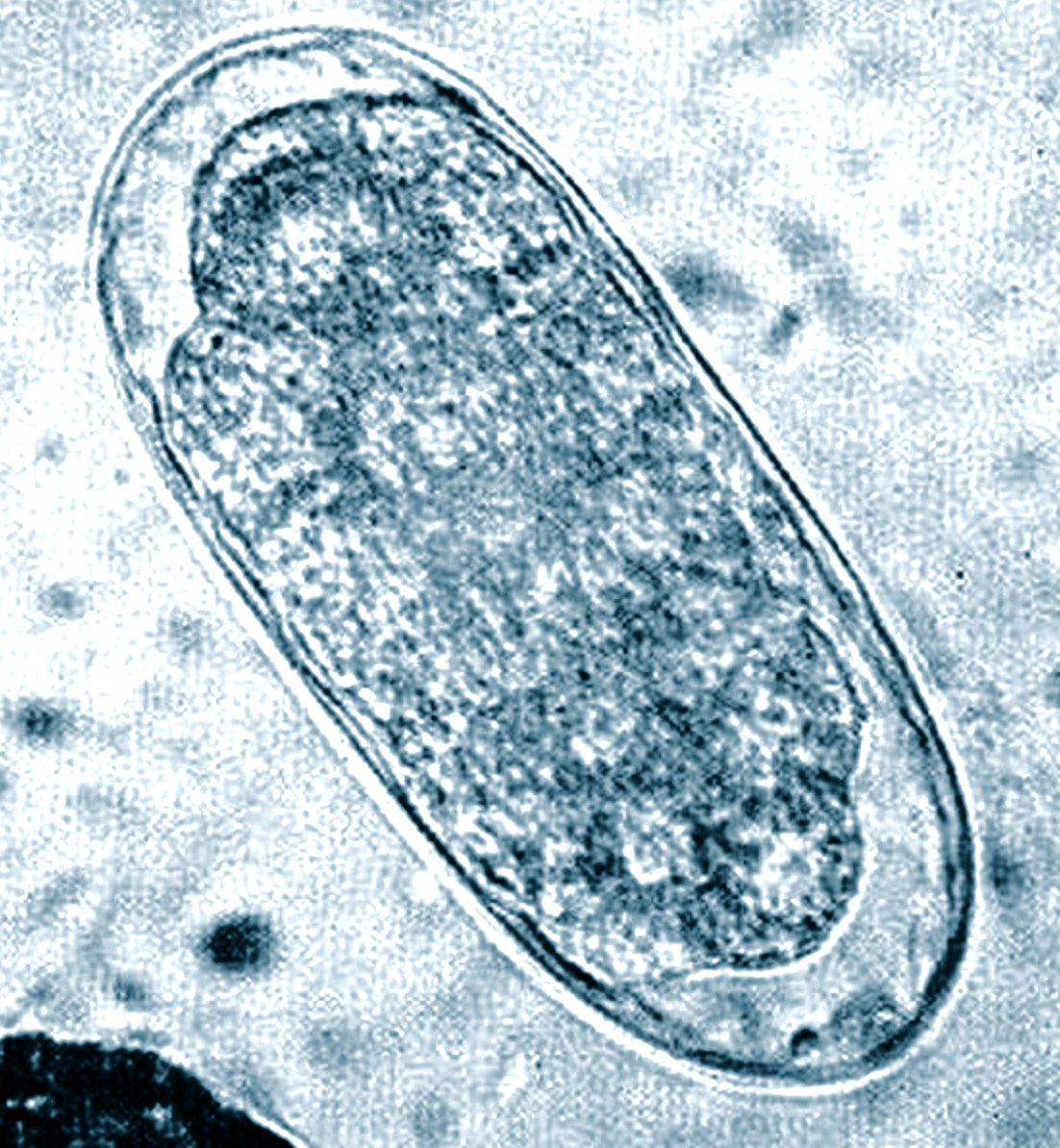 IDENTIFYING INTERNAL PARASITES IN CATTLE — Eggzamin™ Top-Rated FEC ...