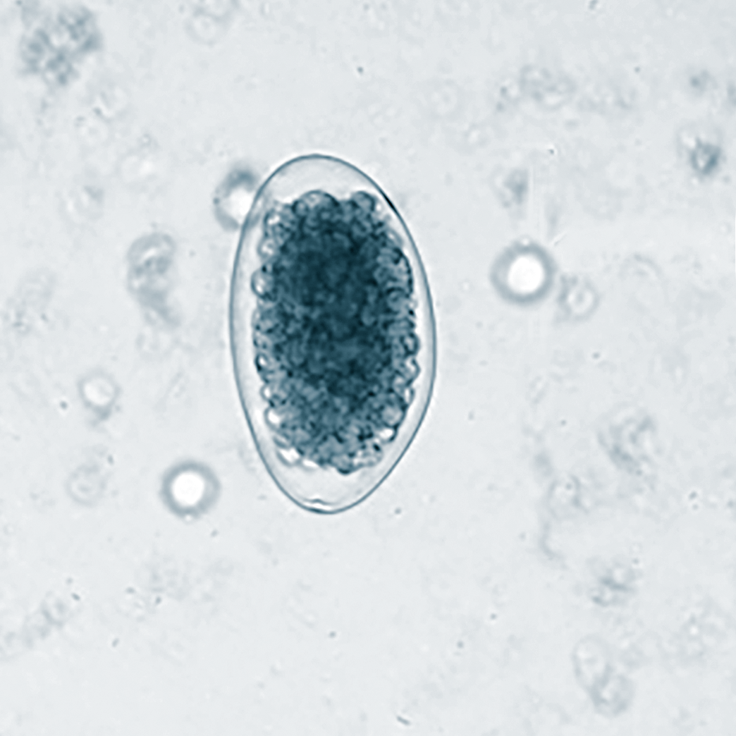 IDENTIFYING INTERNAL PARASITES IN CATTLE — Eggzamin™ Top-Rated FEC ...