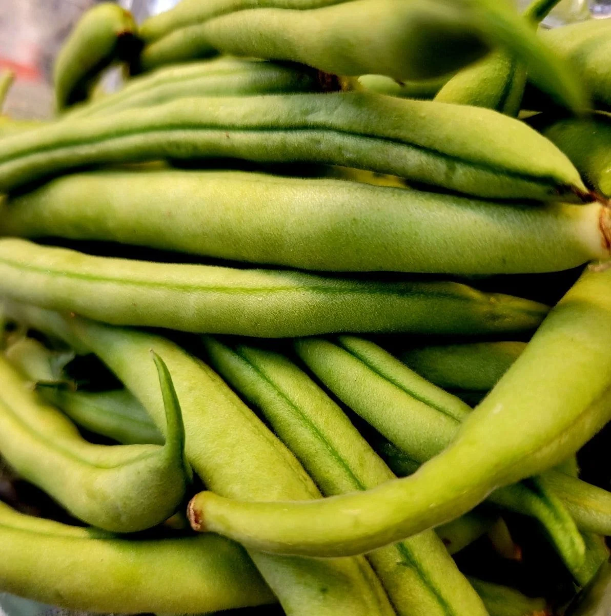 Local Organic Sweet Corn, Summer Squash, Cabbage, & more! — PFC Natural ...