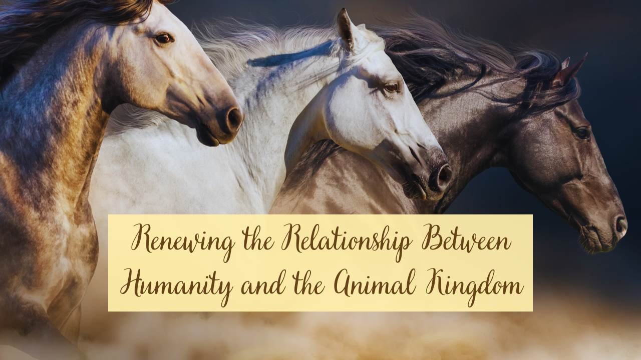 Co-creative Meditation: Renewing the Relationship Between Humanity and ...