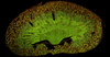 CellVis — Klein Scientific - Microscopes and Accessories