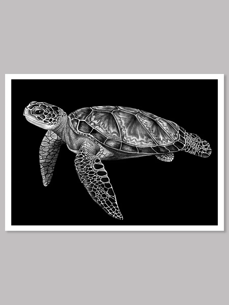 Hawksbill Sea Turtle Realistic Drawing Page 2 | Hawksbill Turtle