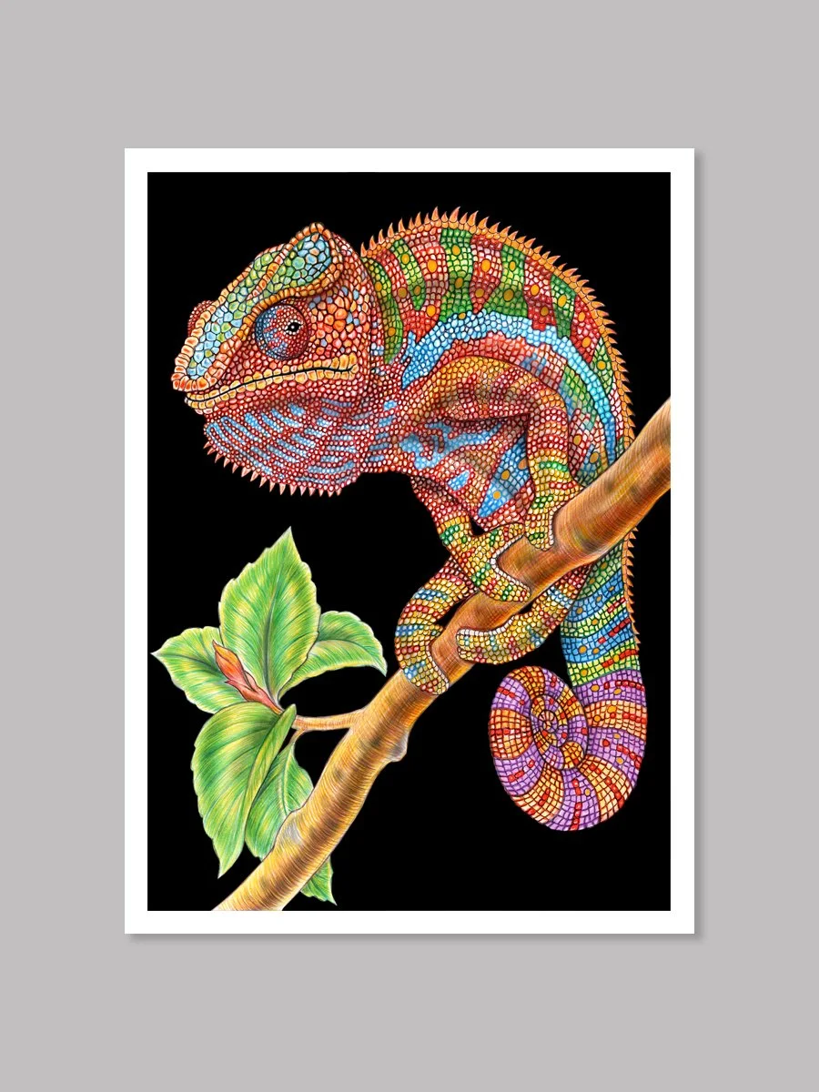 Shop — Tim Jeffs Art