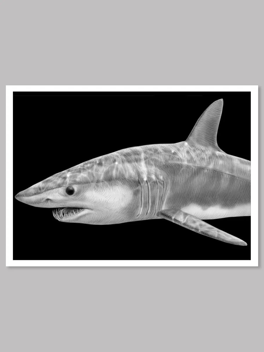 Shop — Tim Jeffs Art