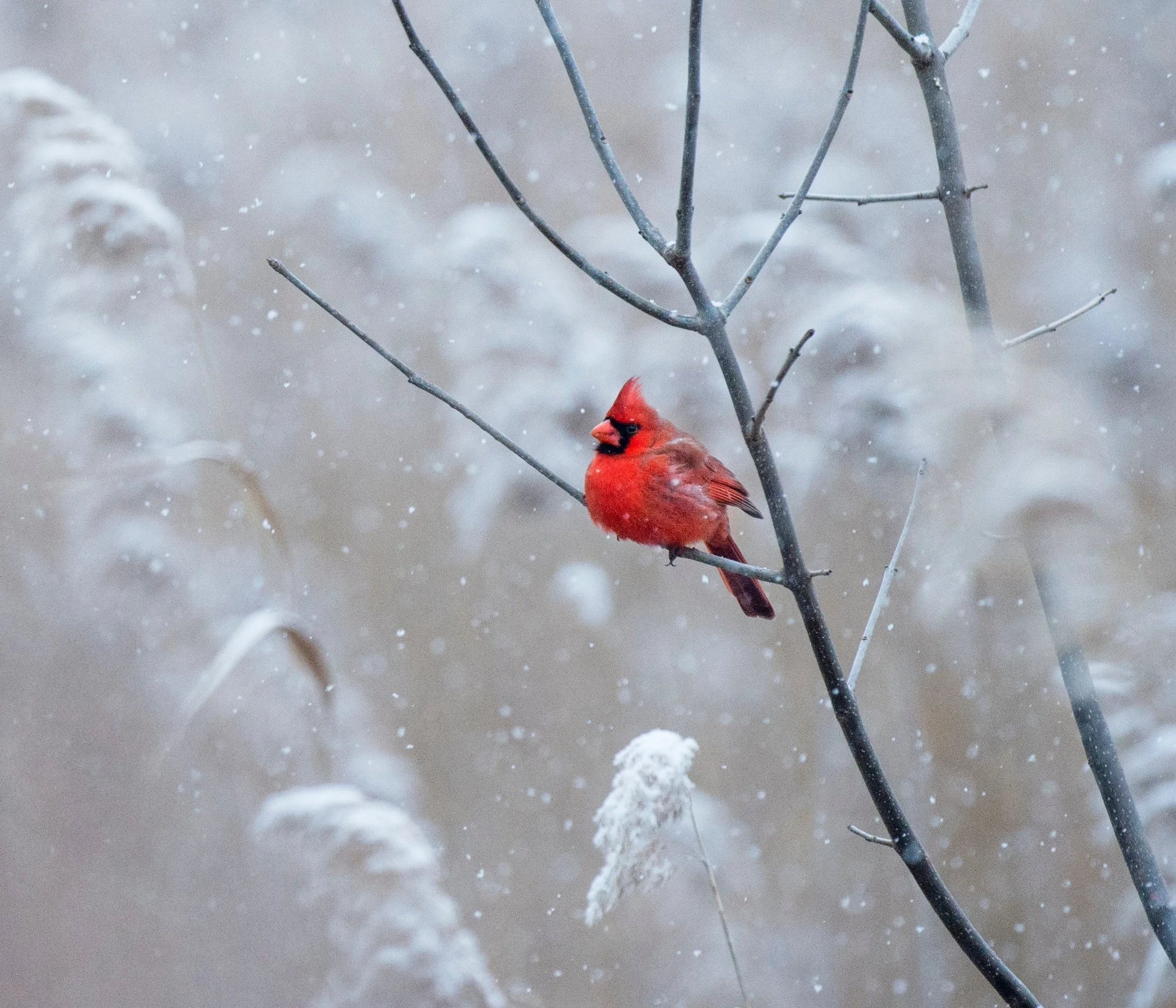 Survival: How Birds Endure Harsh Winter Conditions — Snow Library