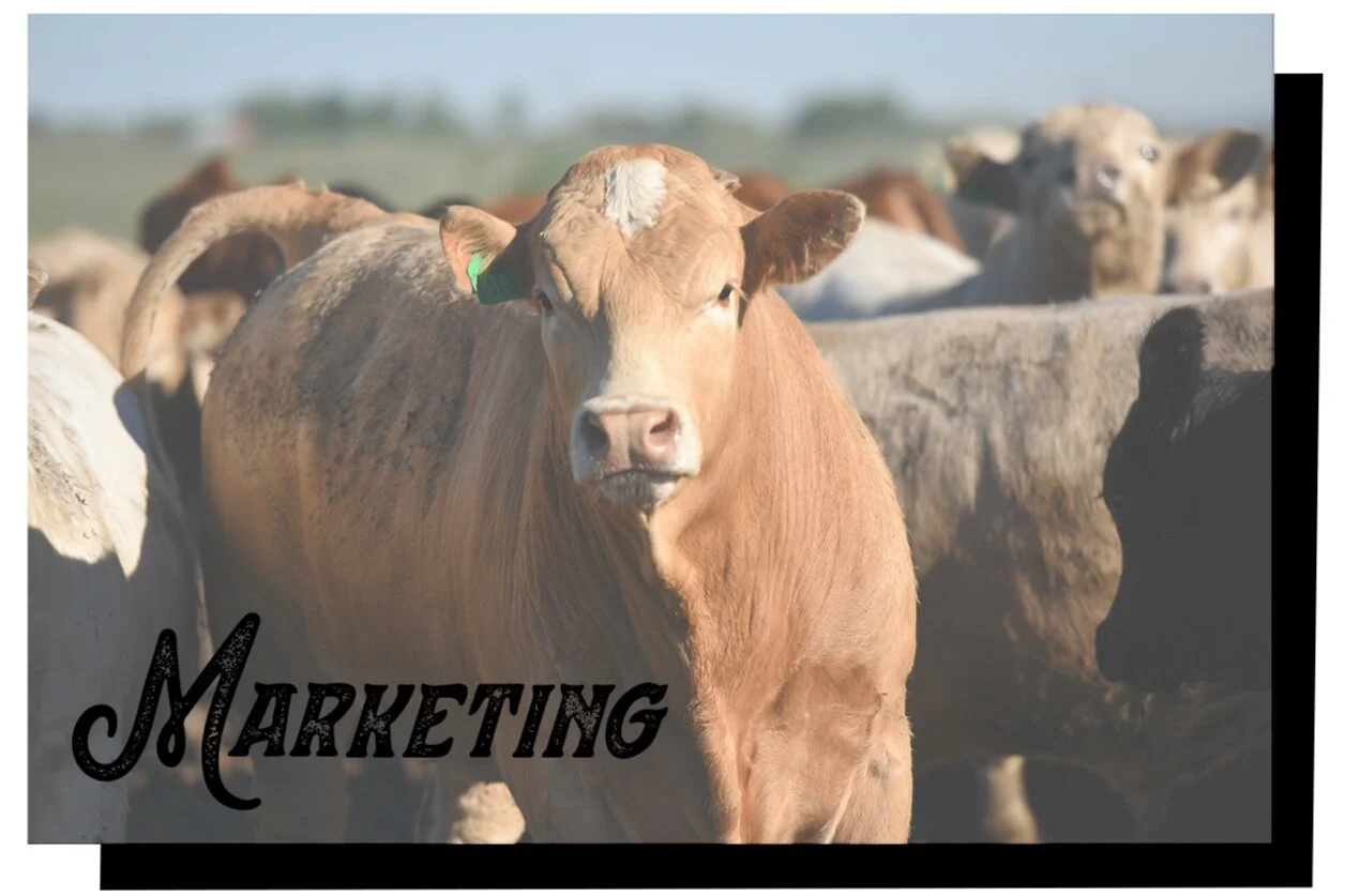 Services — Miller Cattle & Feedyards