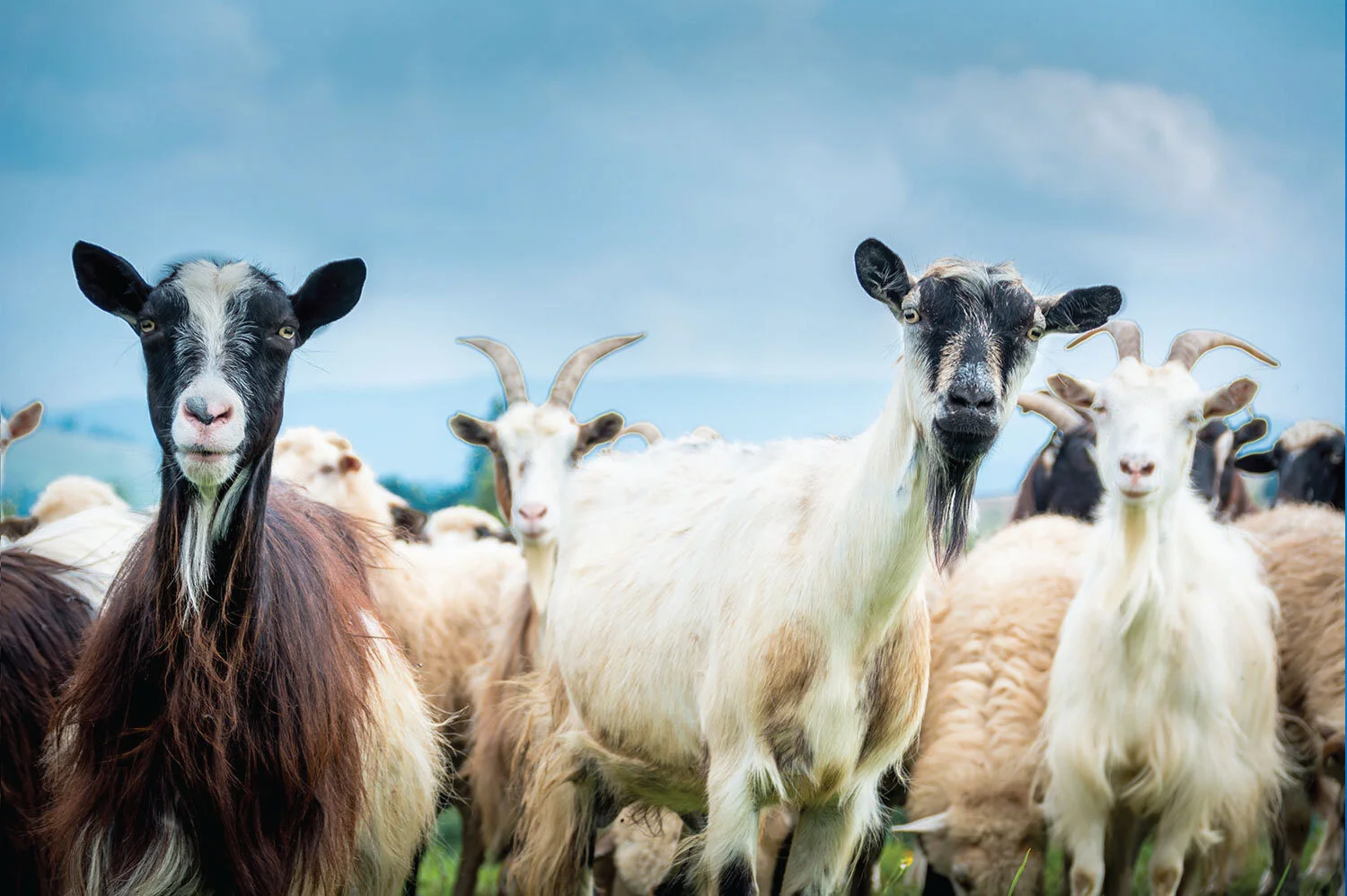 GOAT SITES | Websites should engage. Let's build something unique.