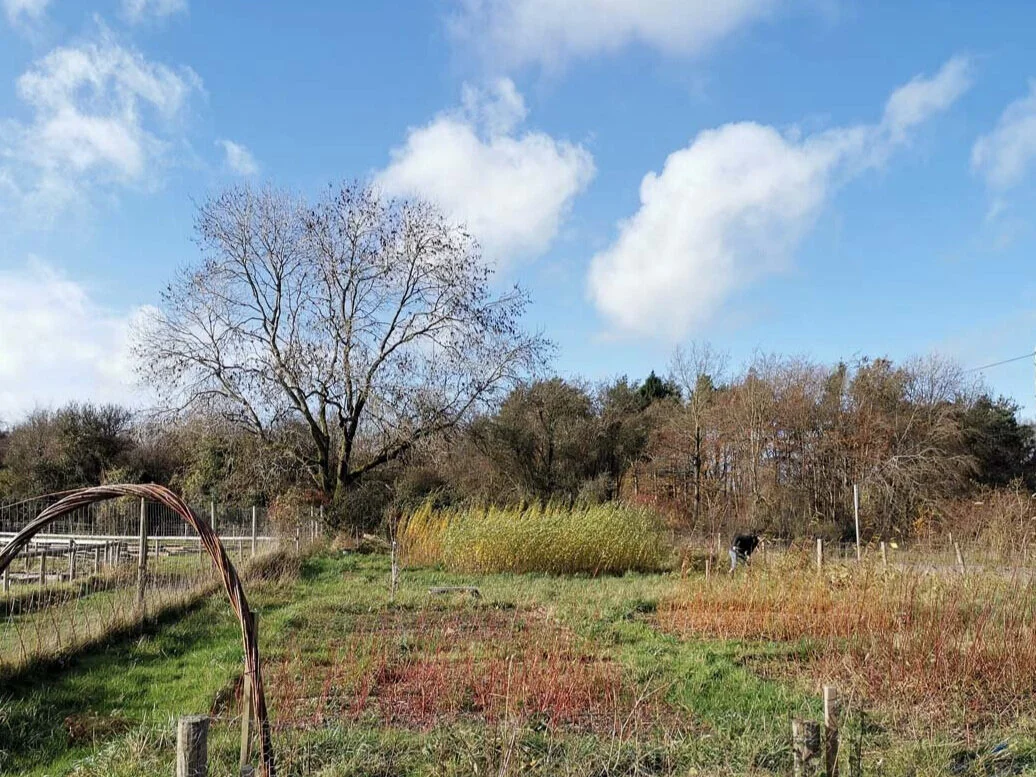 growing willow — Willow Coppice