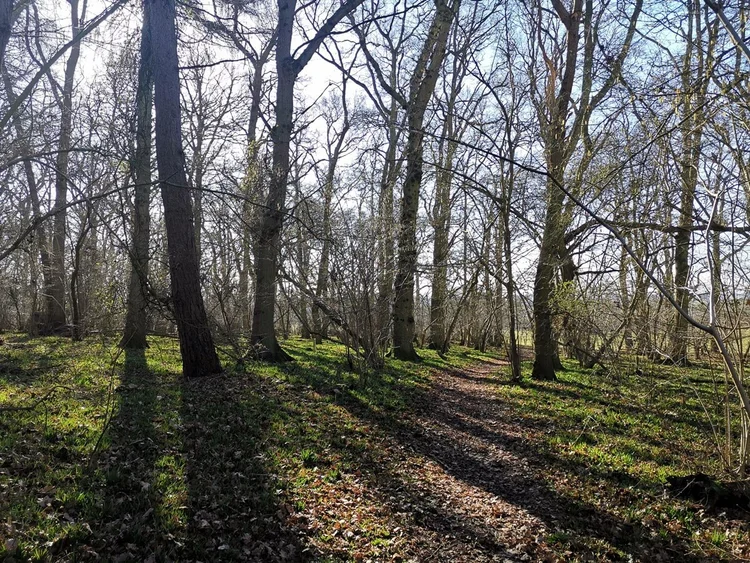 growing willow — Willow Coppice