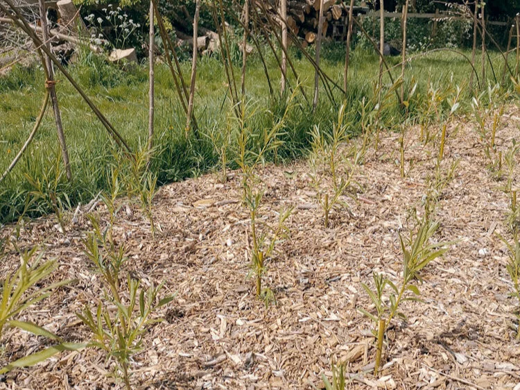 growing willow — Willow Coppice