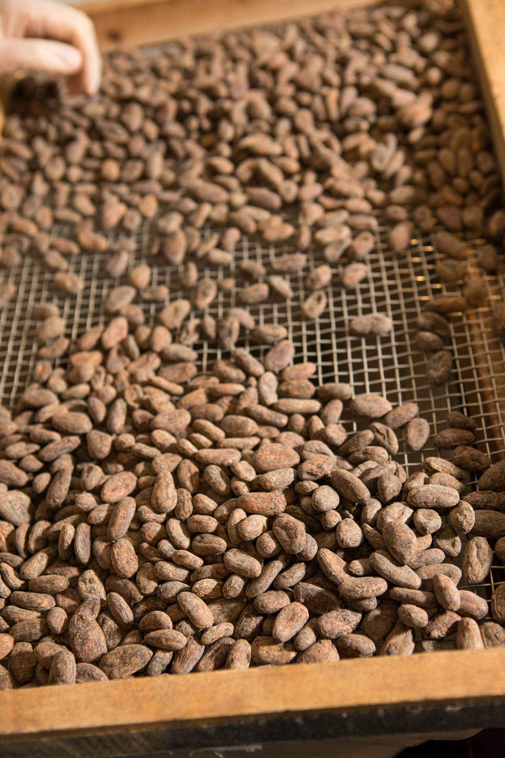 StarChefs - Chocolatiers Elaine Read and Matt Weyandt of Xocolatl Small ...