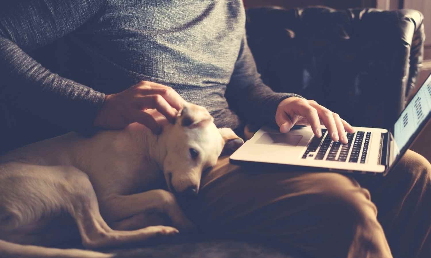 The Well Mannered Dog | Education | Pack Hiking | Training Tips — The ...