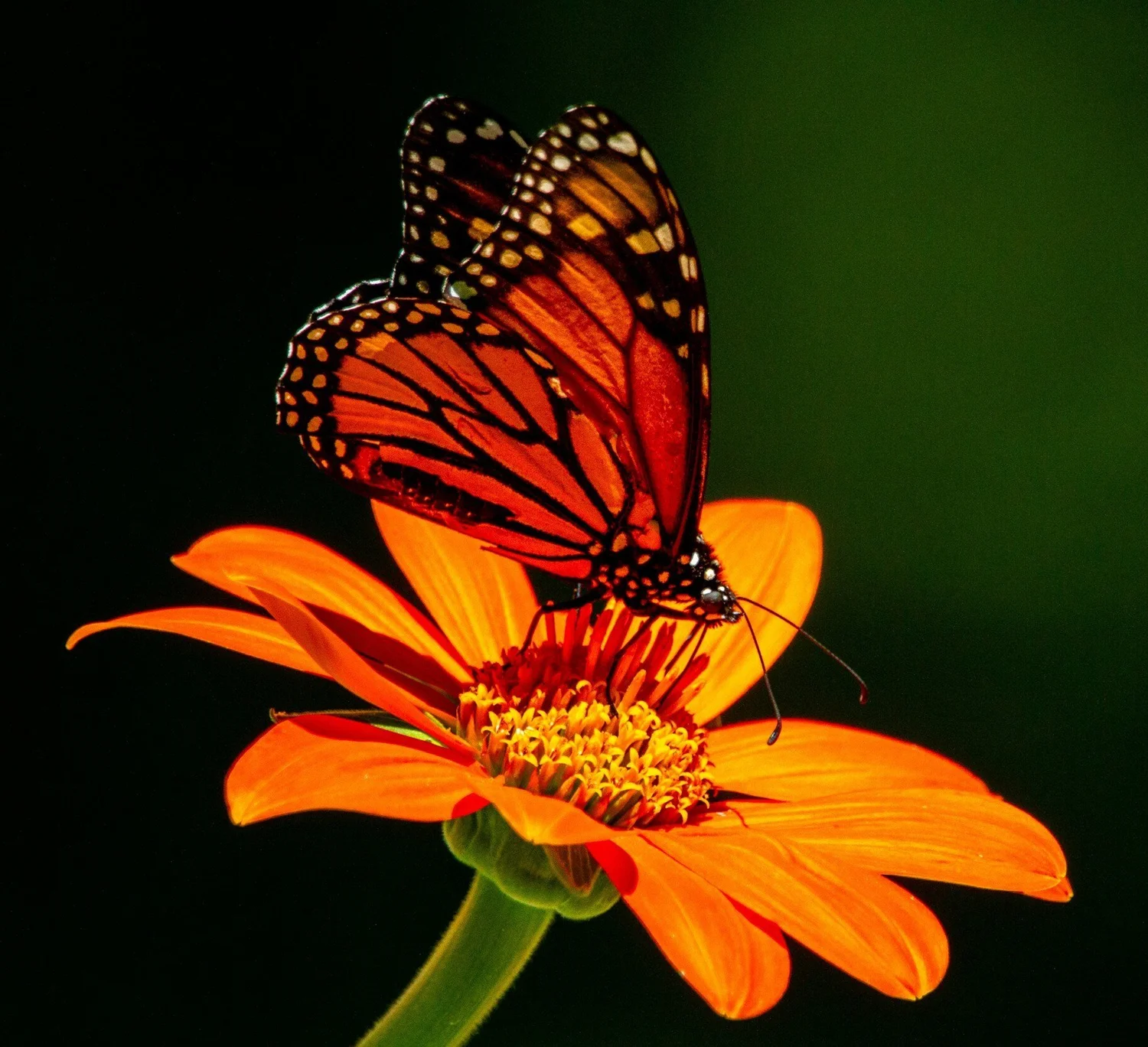 Save the Western Monarchs