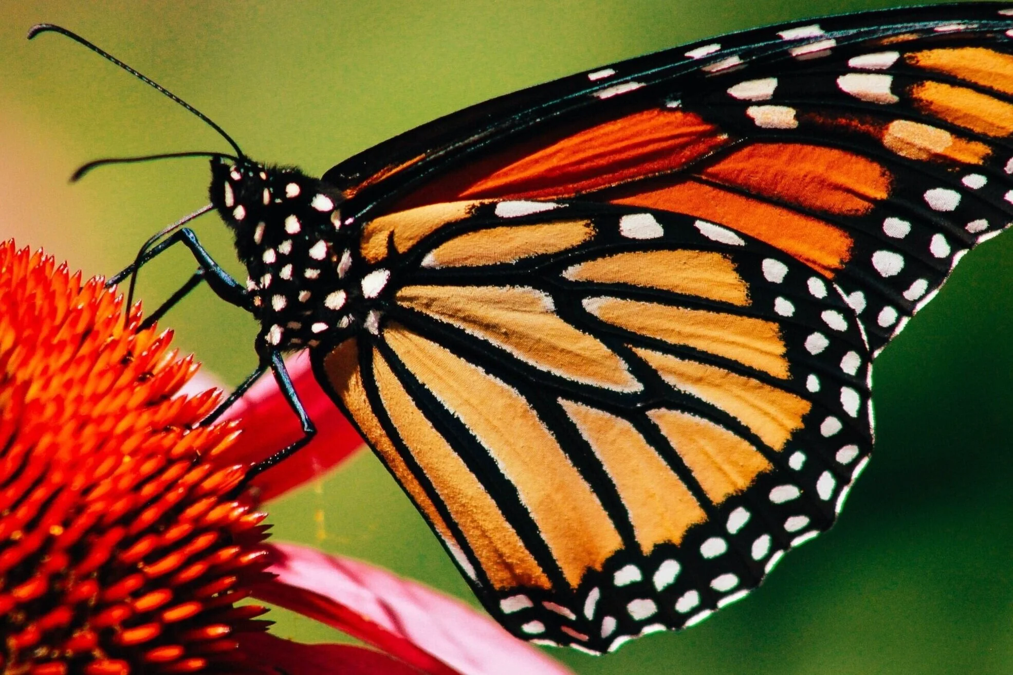 Save the Western Monarchs
