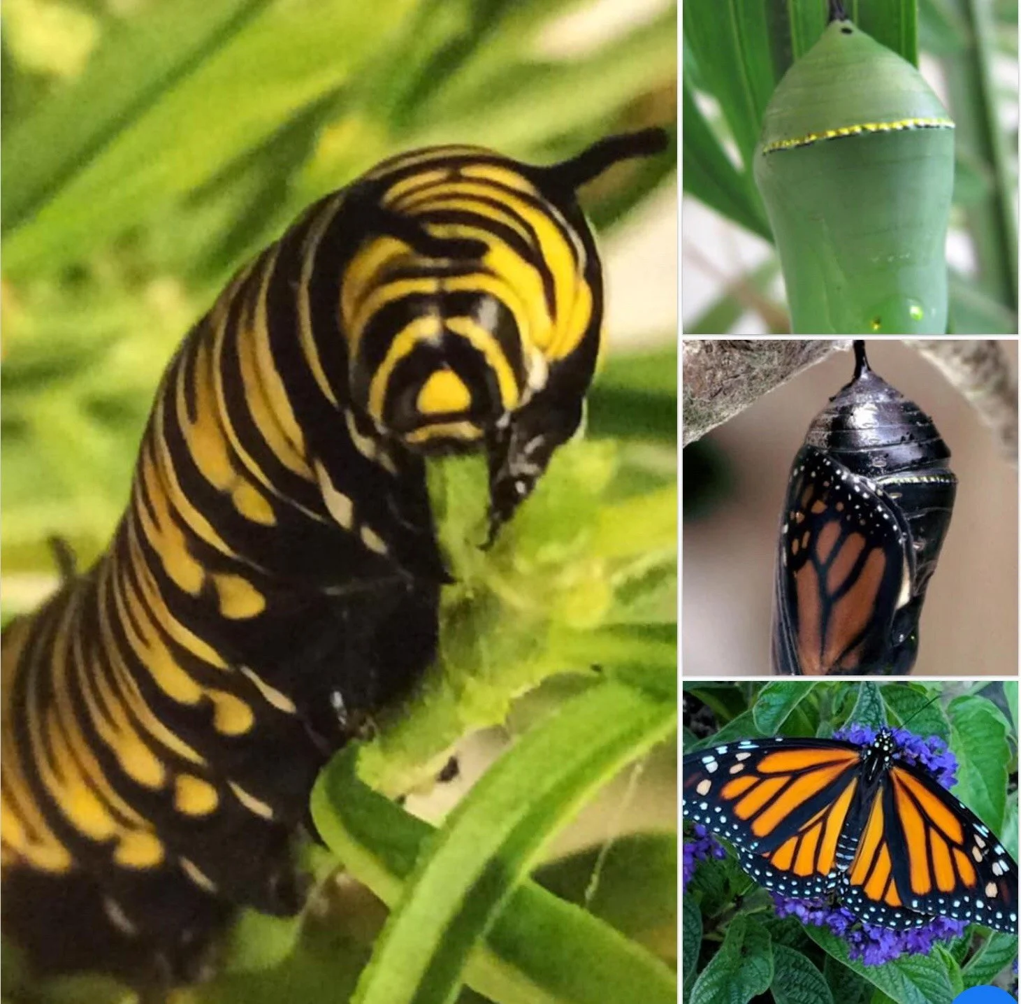 Save the Western Monarchs