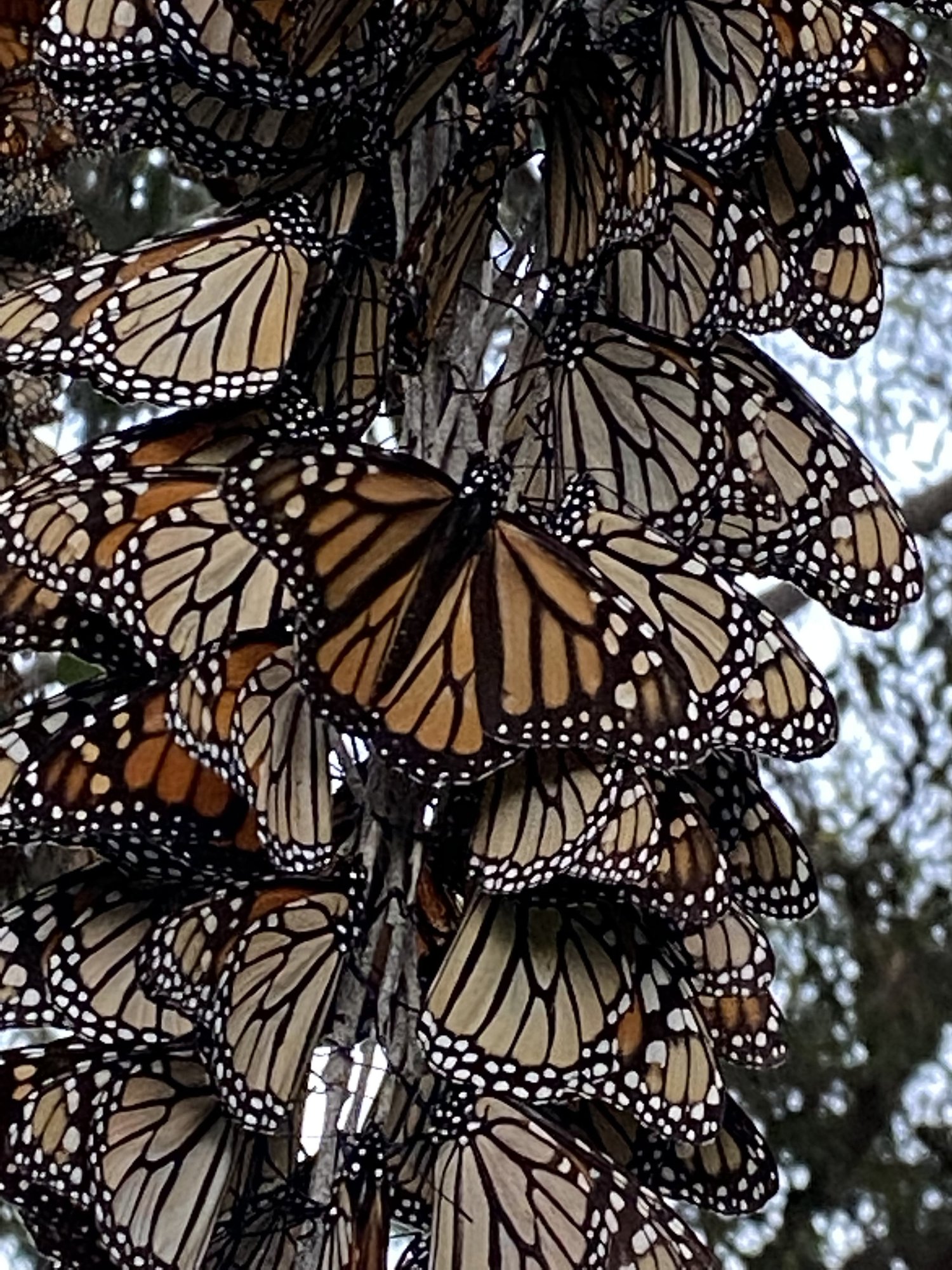 Save the Western Monarchs