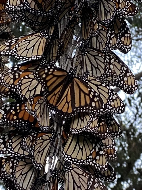 Save the Western Monarchs