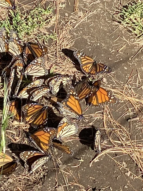 Save the Western Monarchs