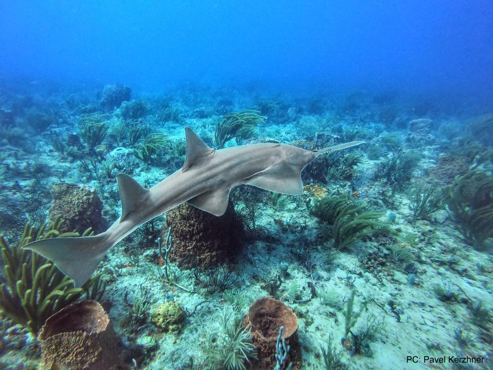 Sawfish Facts & FAQ's — Sawfish Conservation Society