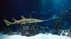Largetooth sawfish — Sawfish Conservation Society