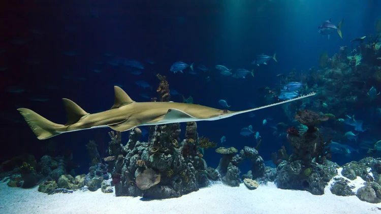 Largetooth sawfish — Sawfish Conservation Society