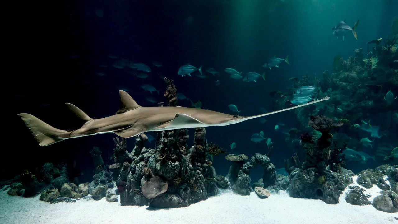 Sawfish in Aquariums & Media — Sawfish Conservation Society