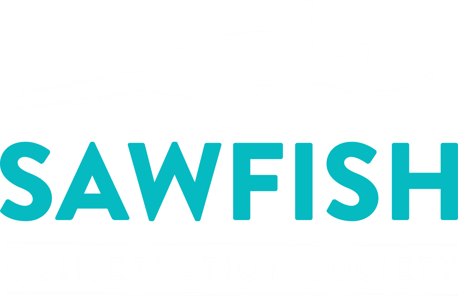 Sawfish Species — Sawfish Conservation Society