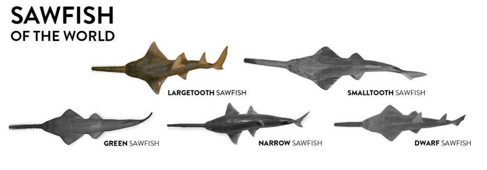 Largetooth Sawfish — Sawfish Conservation Society
