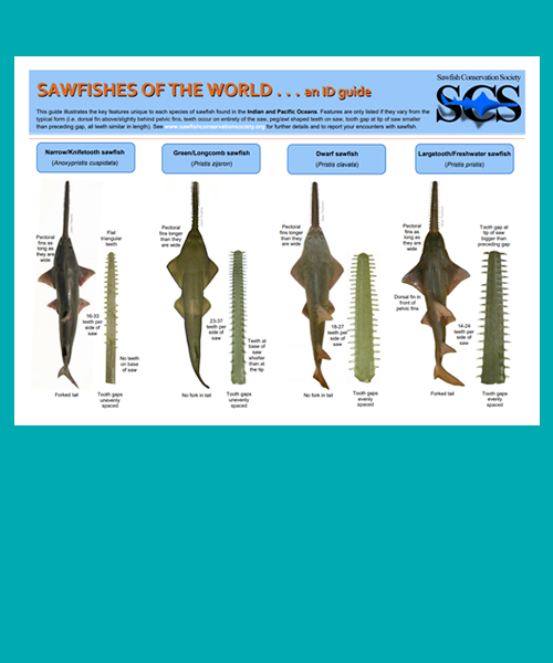 Play & Learn — Sawfish Conservation Society