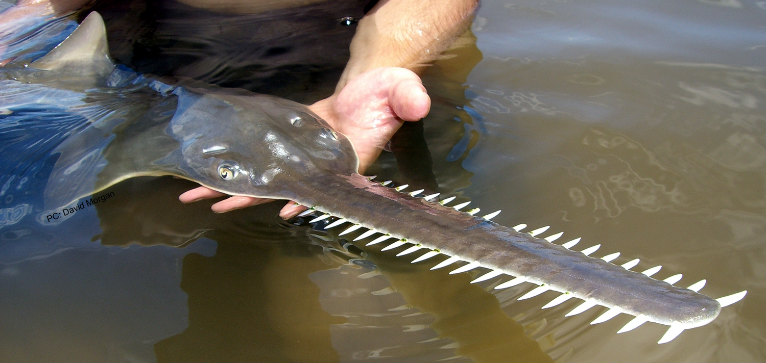 Conservation — Sawfish Conservation Society