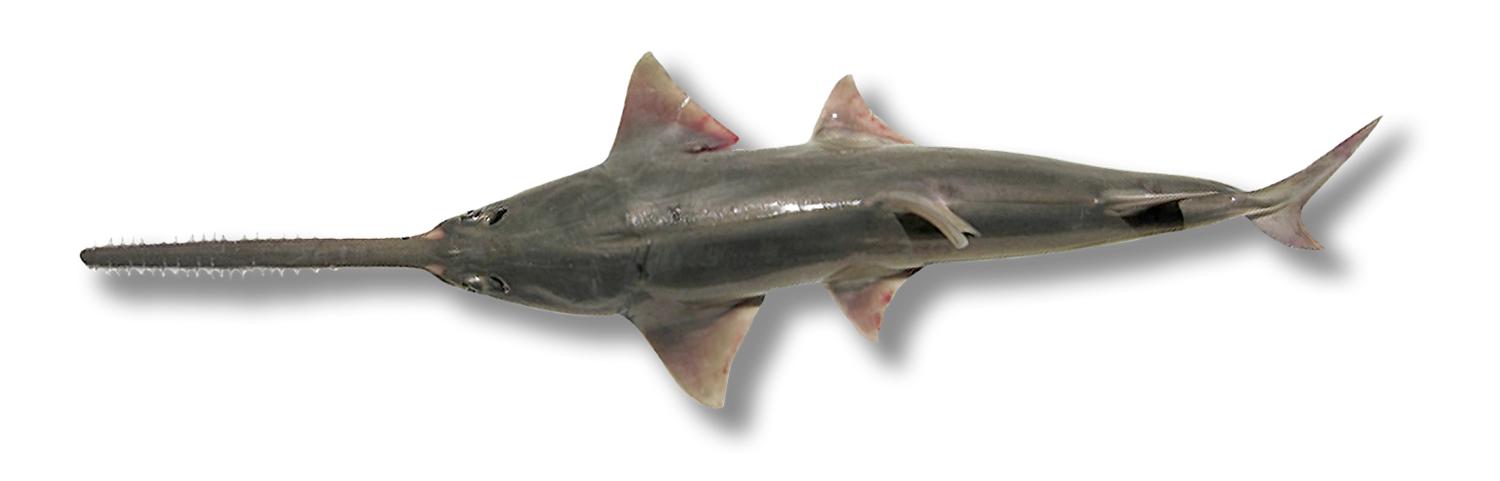 Narrow sawfish (Copy) — Sawfish Conservation Society