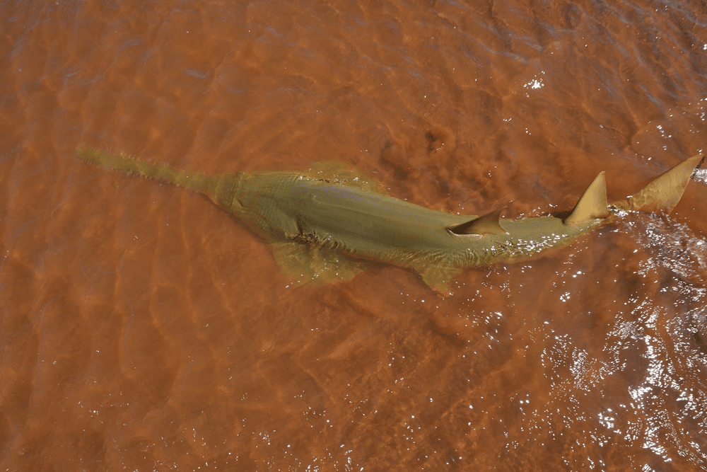 Green sawfish — Sawfish Conservation Society