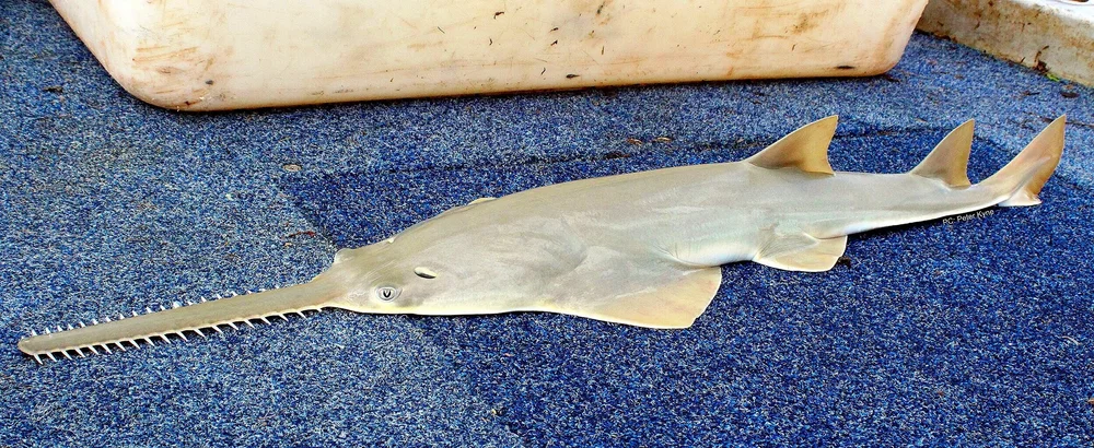 Dwarf sawfish — Sawfish Conservation Society