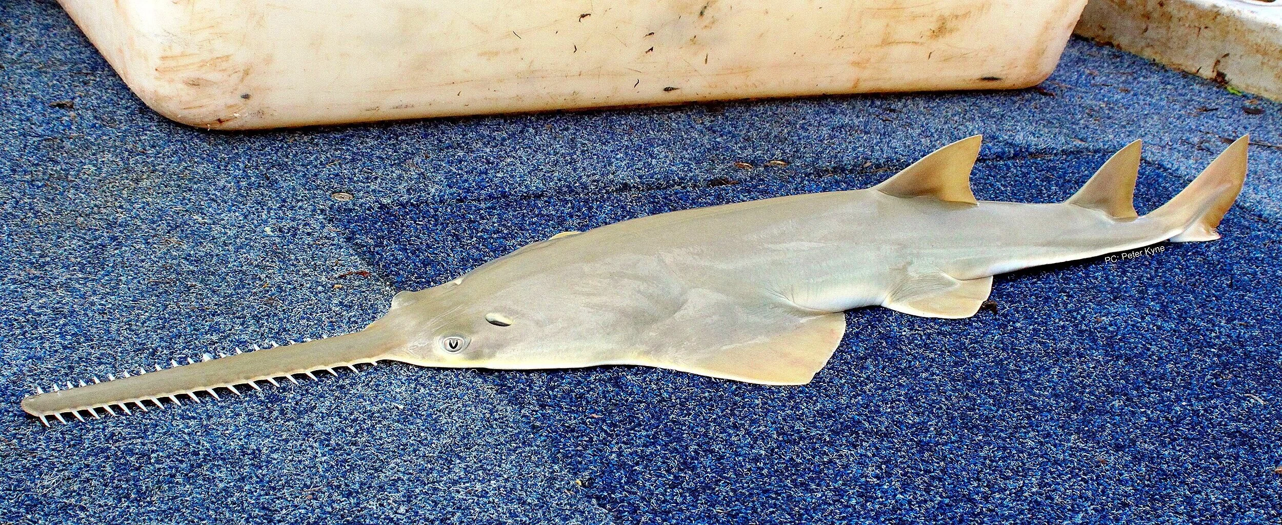 Dwarf sawfish — Sawfish Conservation Society