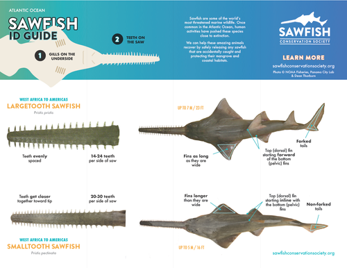 Sawfish Identification — Sawfish Conservation Society